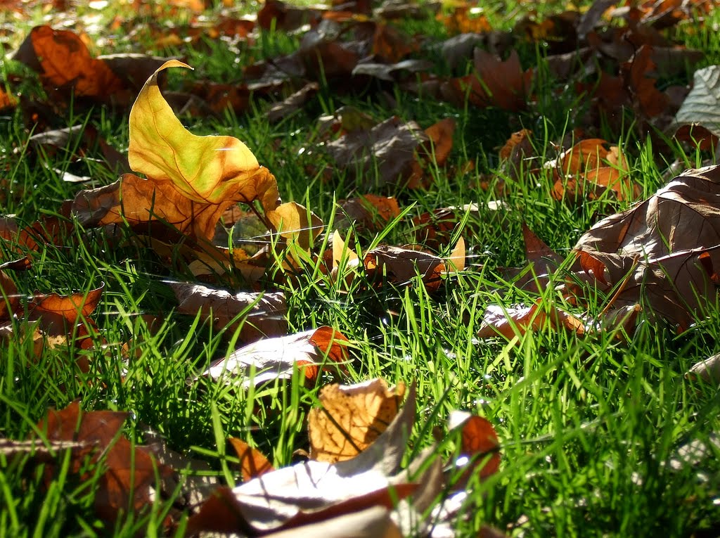 Polymath at Large: Gossamer