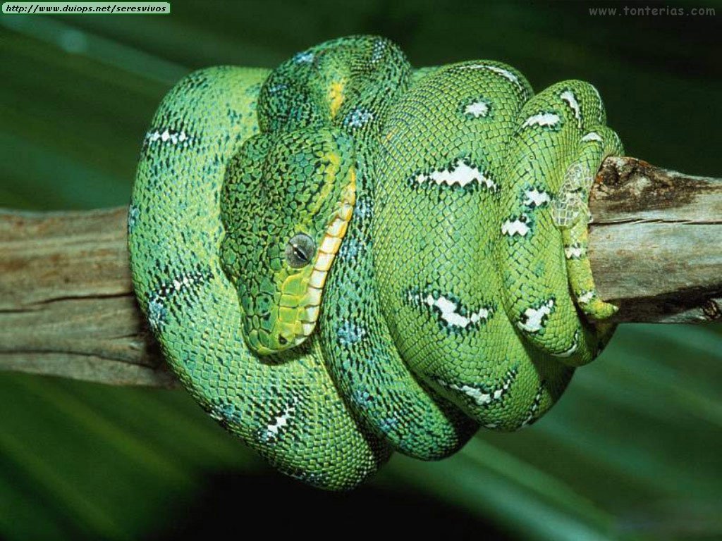 La Evolución de los Animales Vertebrados: Galería de Imágenes - RePtiLeS