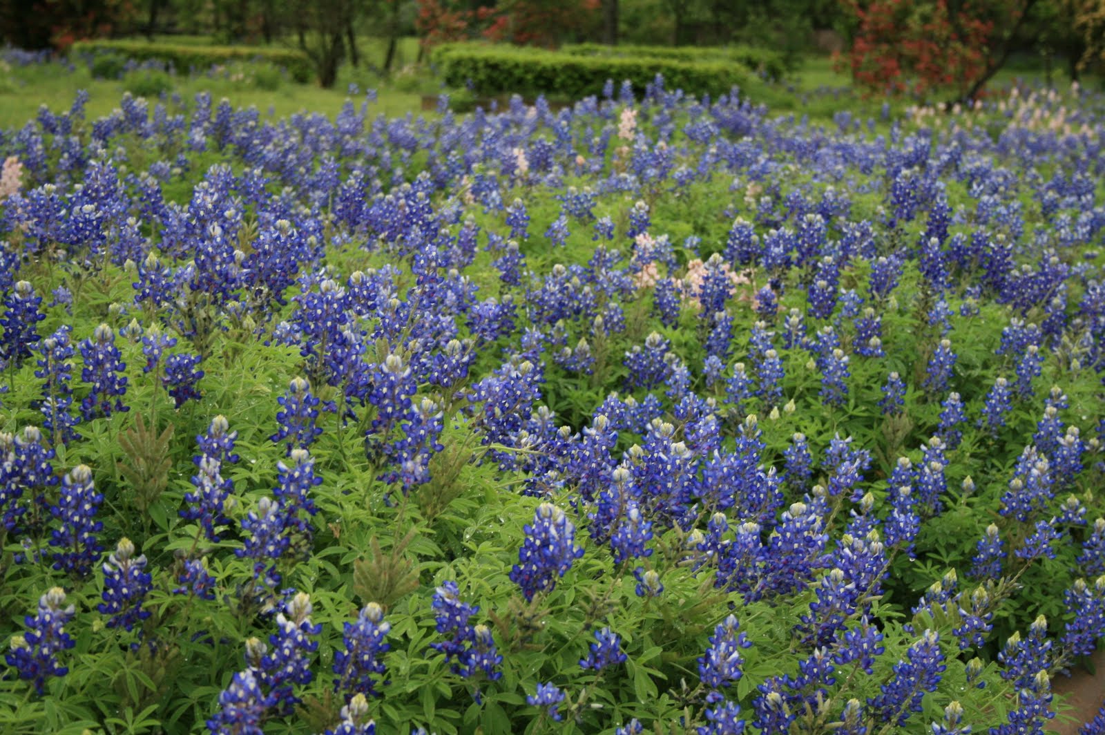 Rebecca's Teahouse: Texas Hill Country Bluebonnets