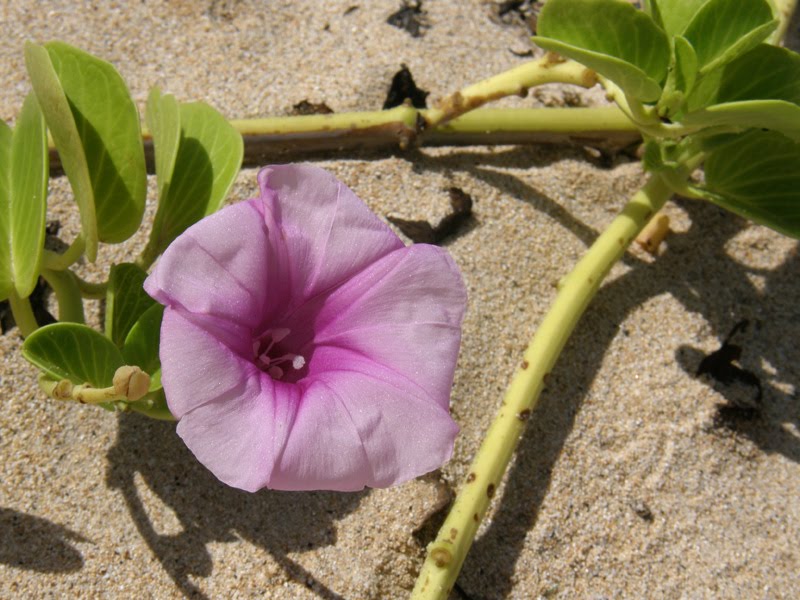 P. Alcázar Costa fotos: Plantas Rastreras