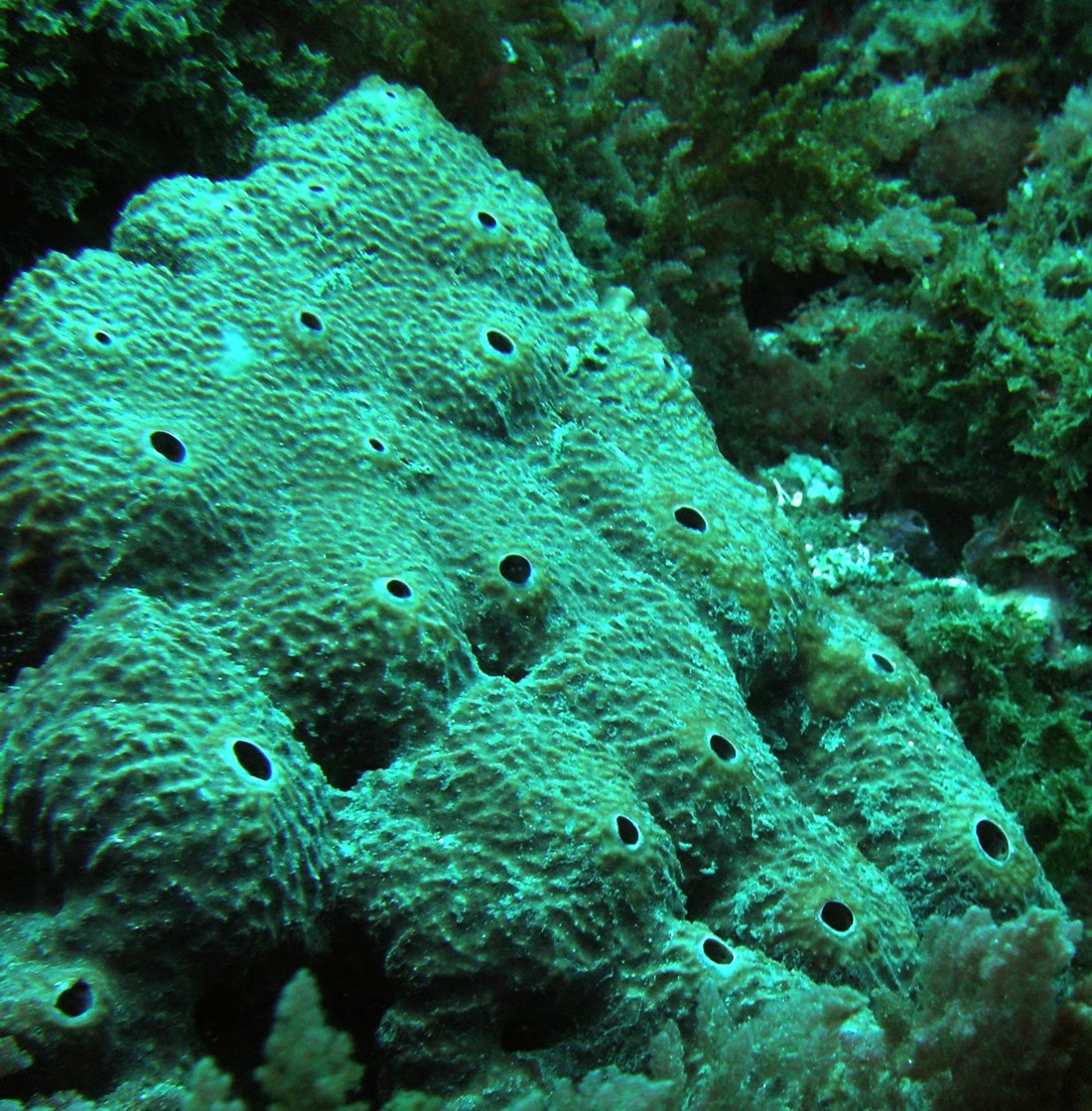 P. Alcázar Costa fotos: Ircinia