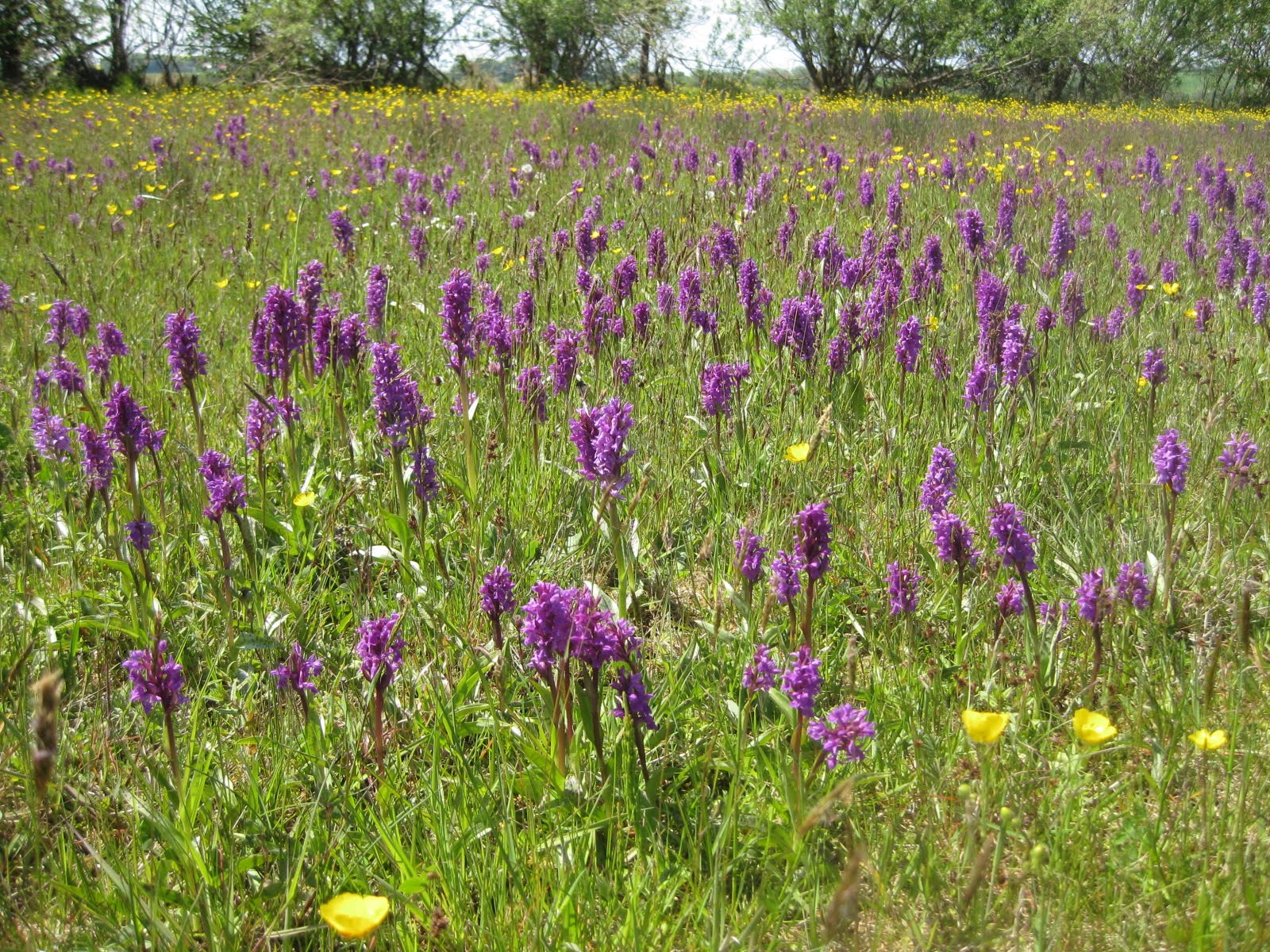 Mette Lykke`s verden: Vilde orkidéer.