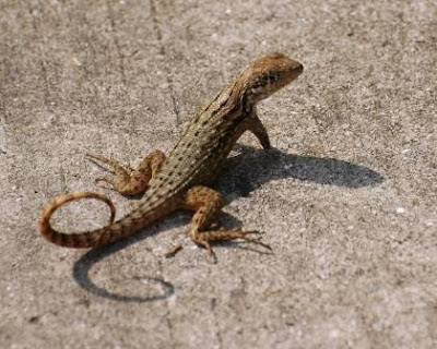 Images Across The Earth: Lion Lizard, Chokoloskee Island, Florida, USA