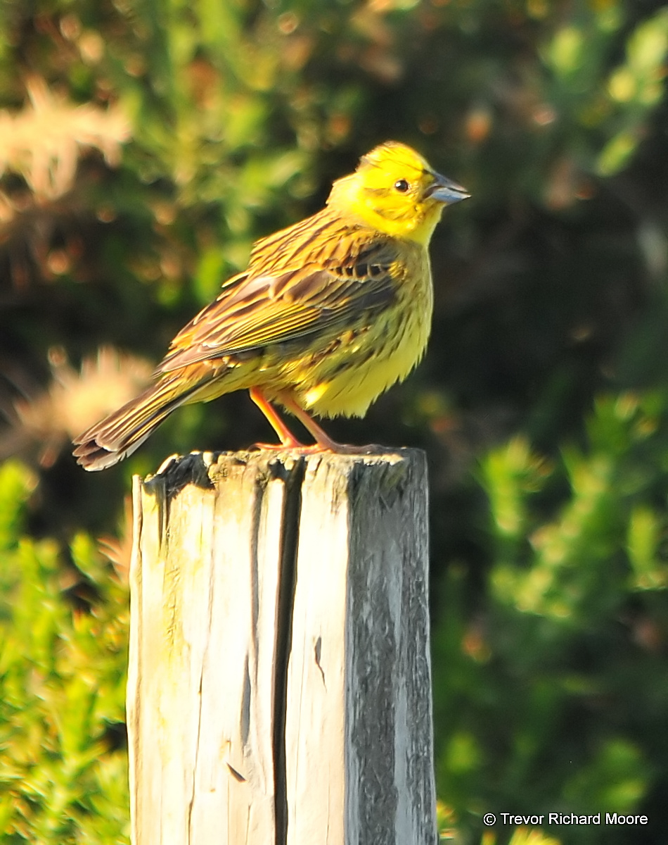 A & T Birding: Yellowhammer.