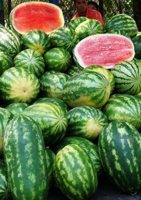 El Cultivo de Patilla: Origen de la Patilla