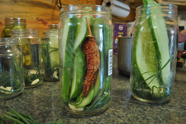 Spicy Dill Quick Pickles - Pancake Ninja