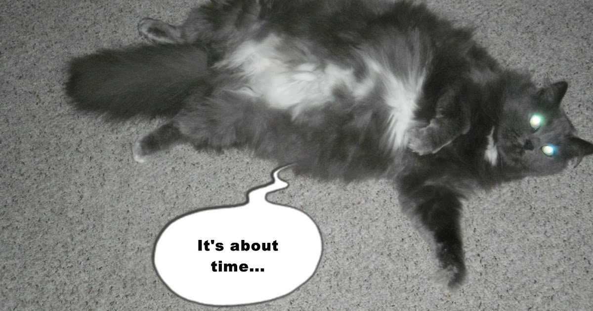 Catladyland: Cats are Funny: Could Your Cat Fresh Step® Her Way to Stardom?