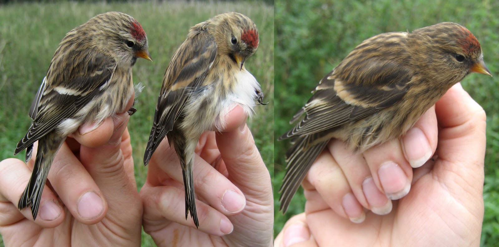 South Notts Ringing Group: October 2010