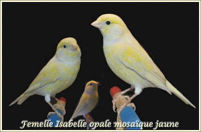 Mes canaris: Femelle isabelle opale mosaique jaune