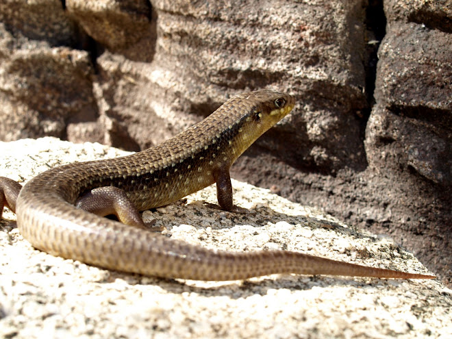 skinks: Breeding program