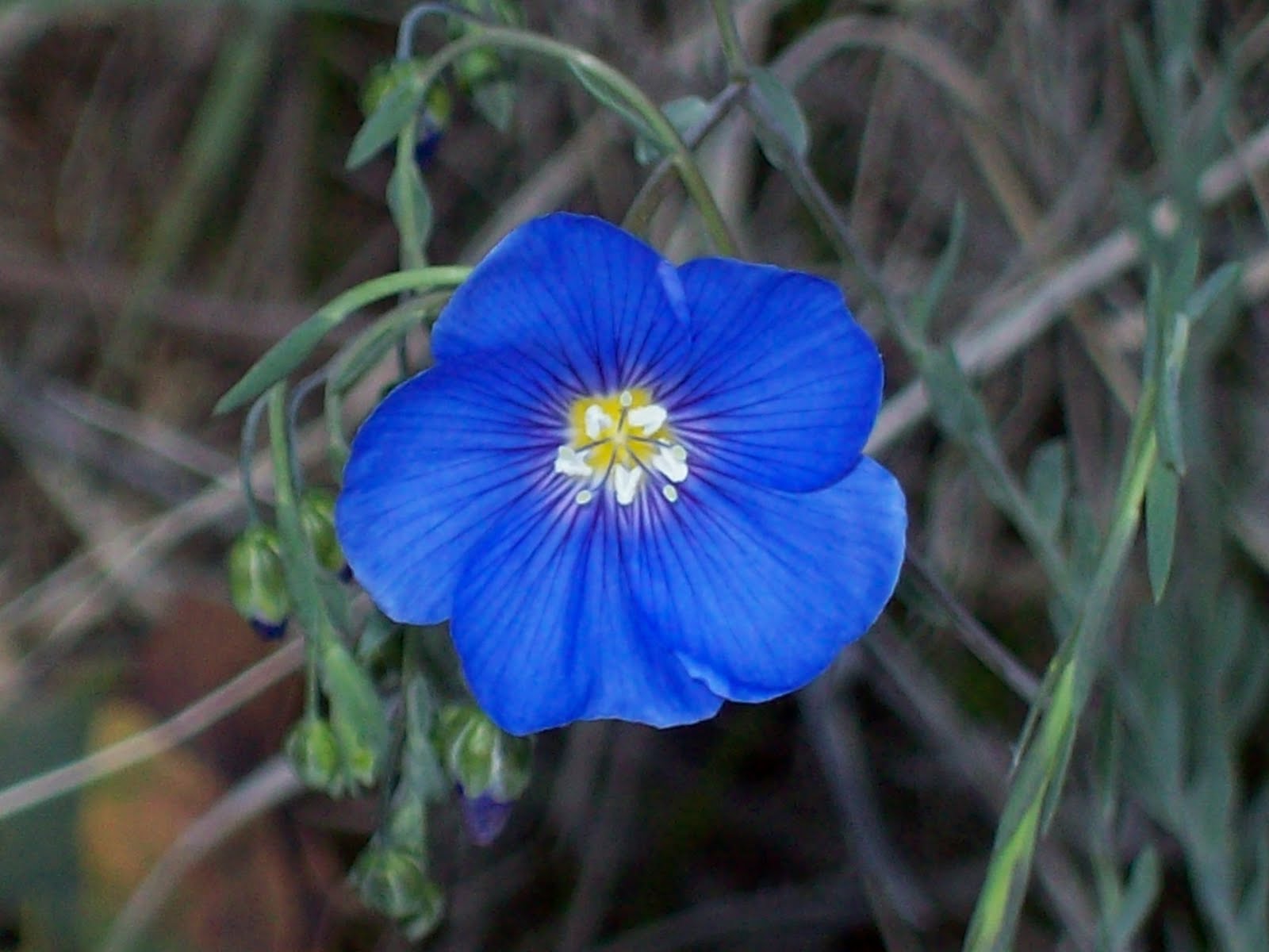 Kind of Curious: Wild Flax