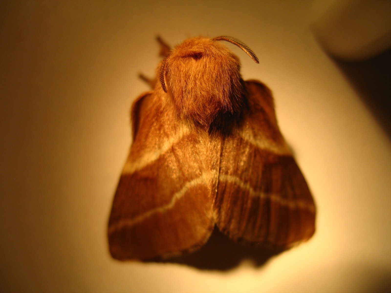 Kind of Curious: Hairy Brown Creature