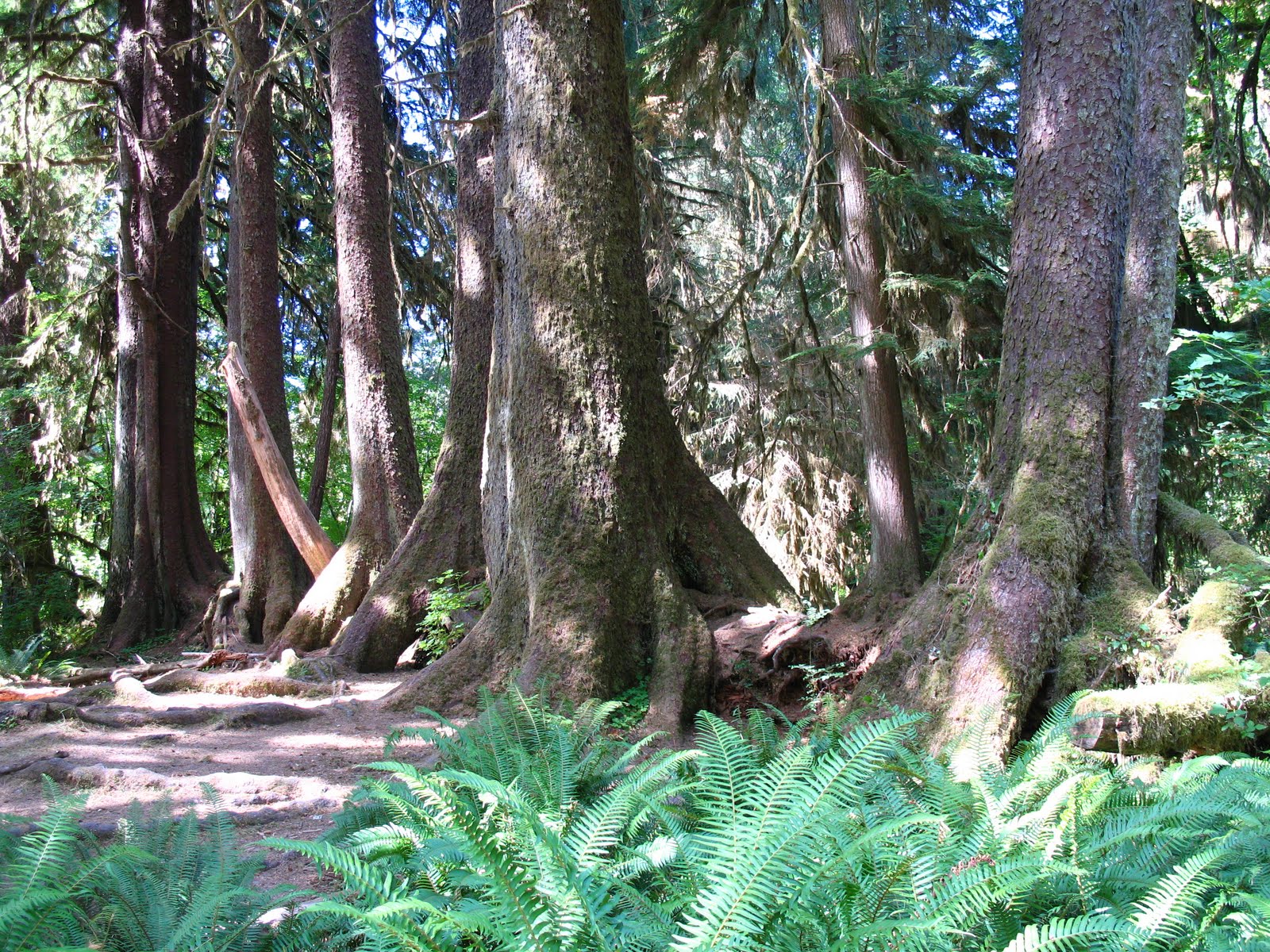 Kind of Curious: The Life of a Nurse Log