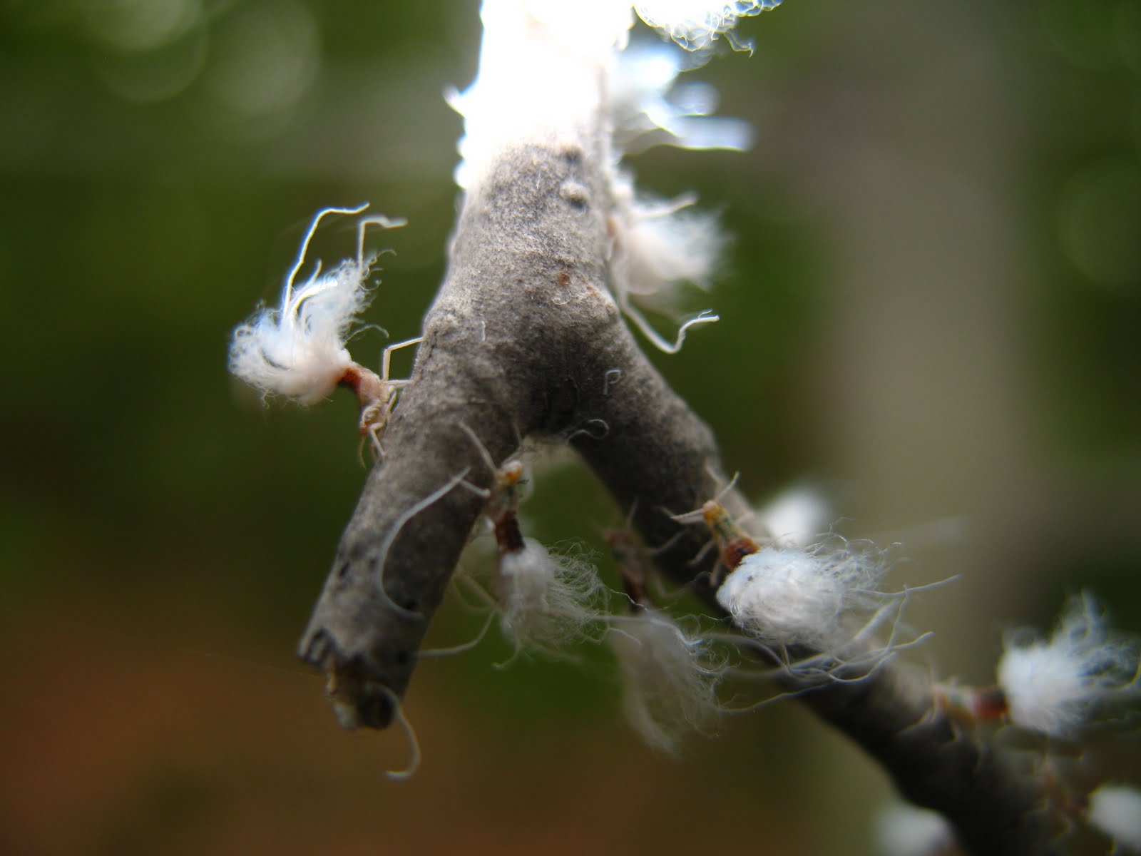 Kind of Curious: Woolly Aphids