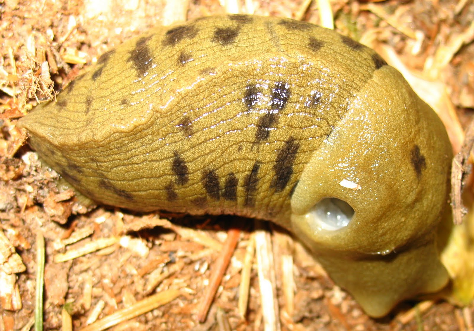 Kind of Curious: Gross Stuff in the Hoh Rain Forest