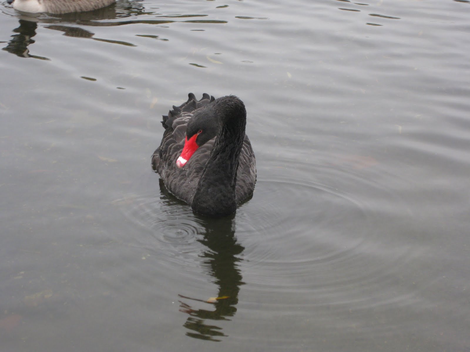 Lykkeporten: Den sorte svane