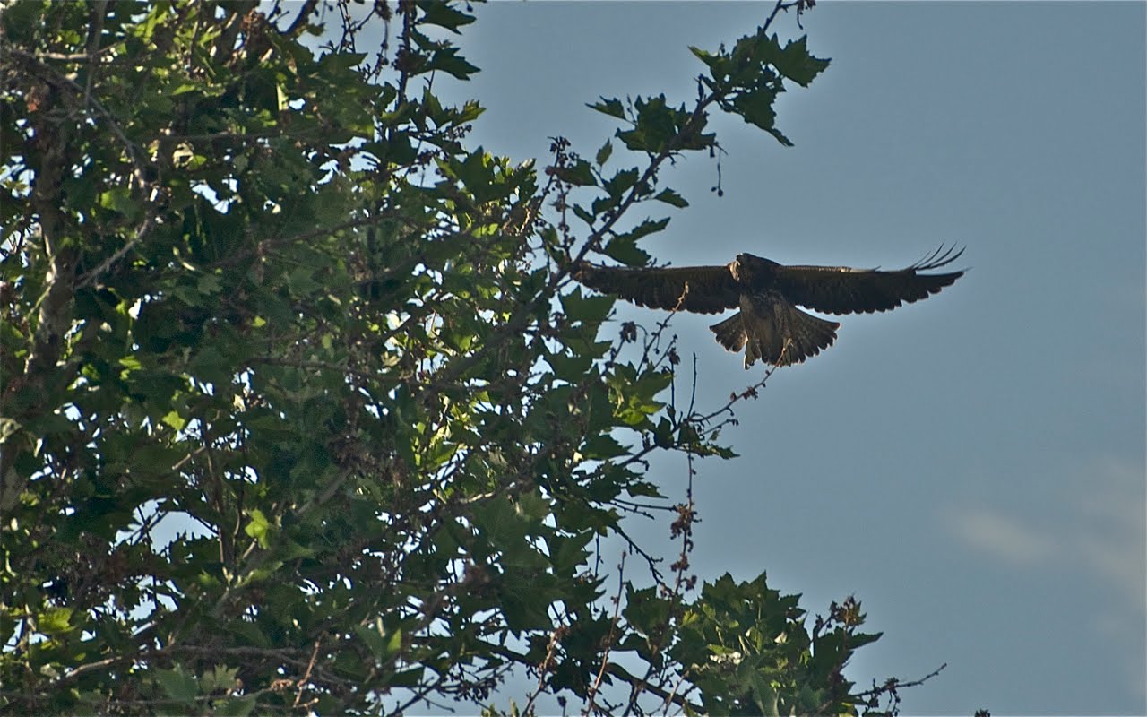 Swainson's Hawk Watch: I Finally Saw One of the Young Hawks Flying