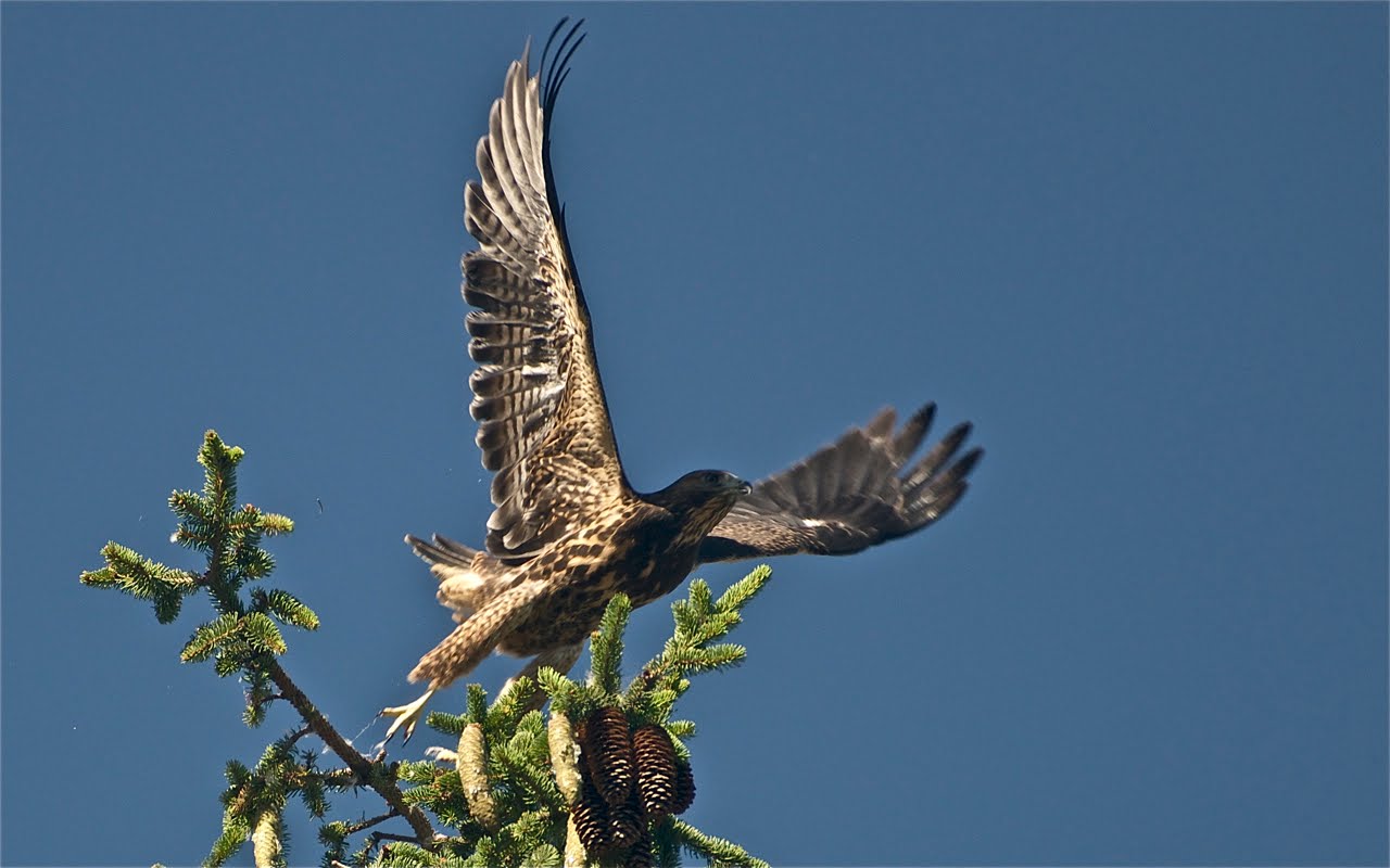 Swainson's Hawk Watch: Young Hawk Flies from Tree to Tree