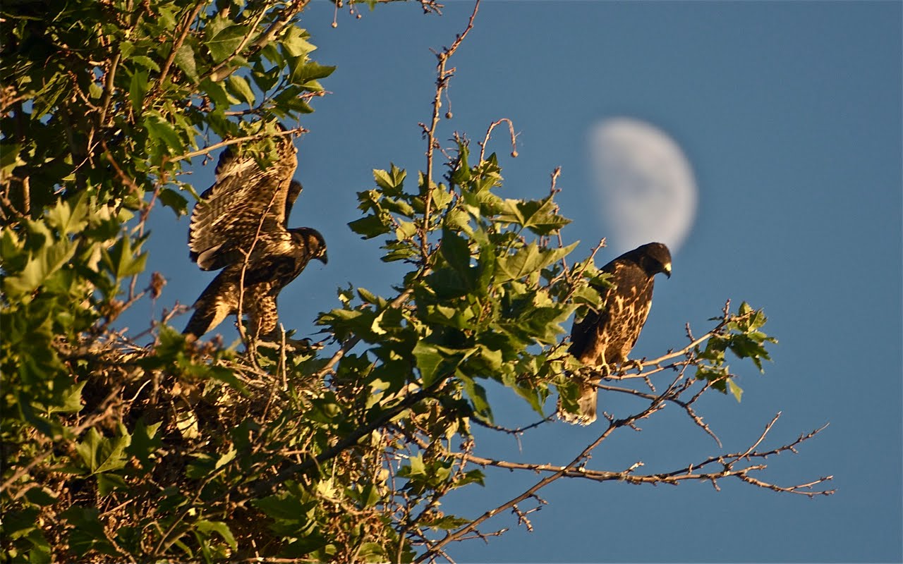 Swainson's Hawk Watch: Young Hawks and Half Moon