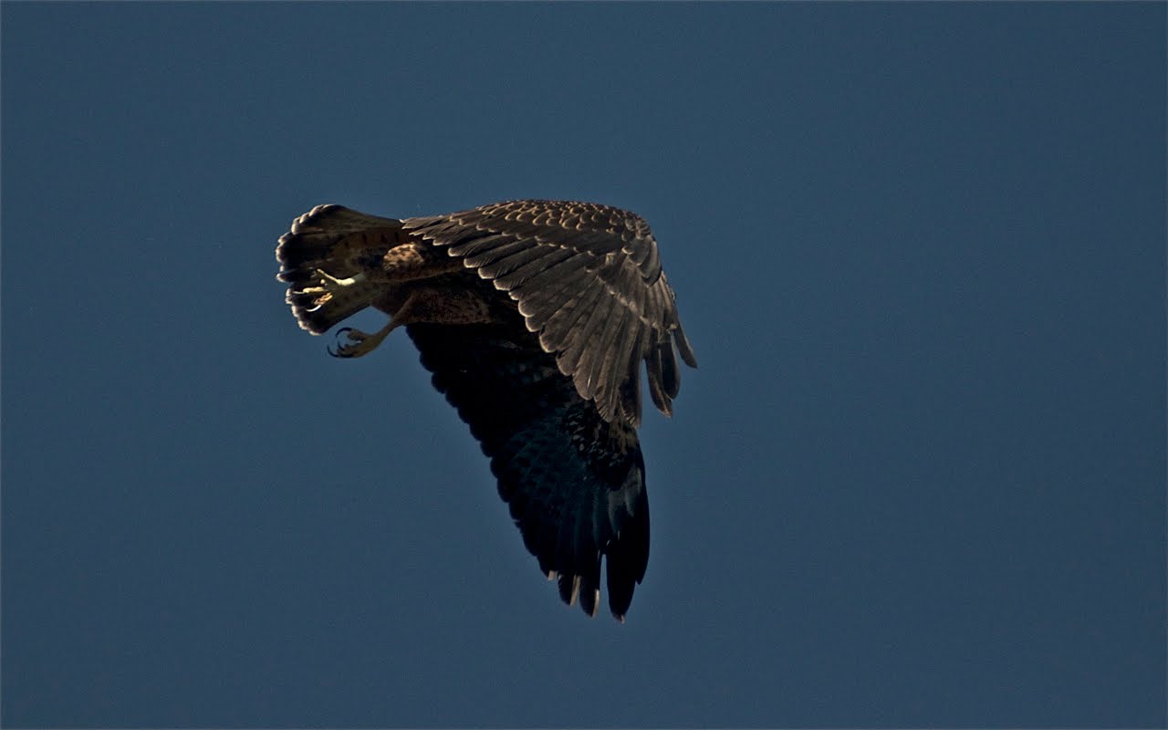Swainson's Hawk Watch: Young Hawks are Flying More