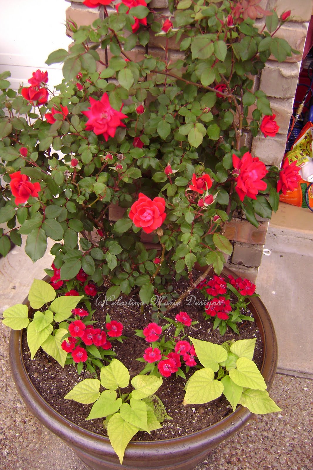 First Blooms of Spring! - Rose Garden Market