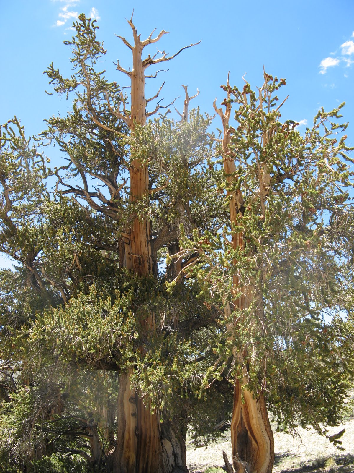 Bishop or Bust!: Ancient Bristlecone Pine Forest