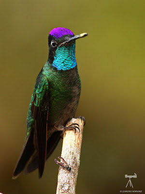 Ushuaia: Colibrí magnífico (Eugenes fulgens)