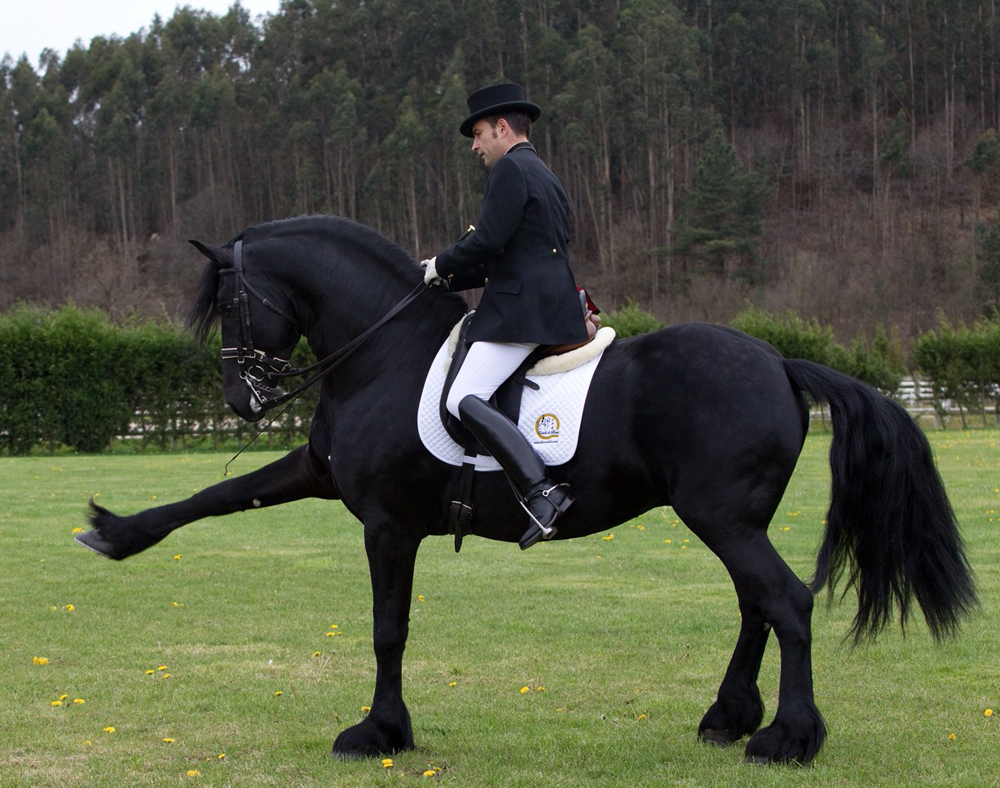 Amantes de los Caballos: El caballo frison