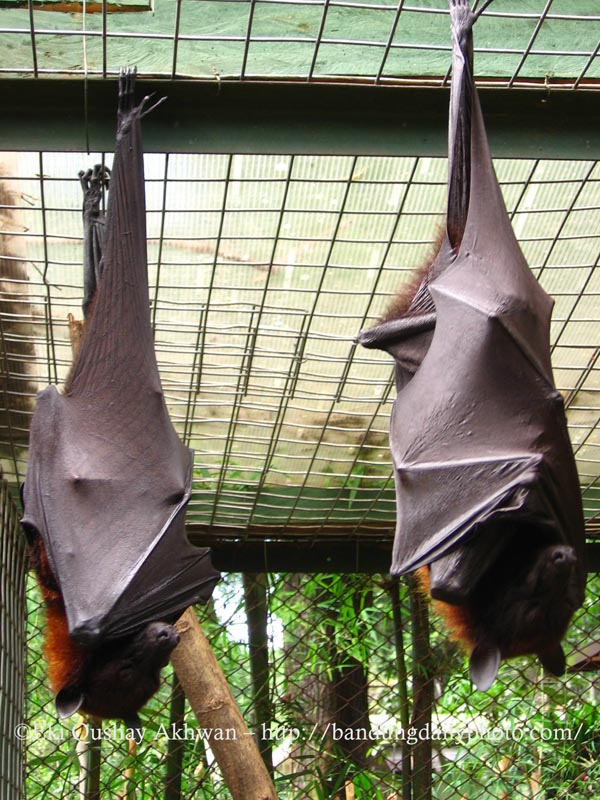 Blog Ngabarians: KELELAWAR