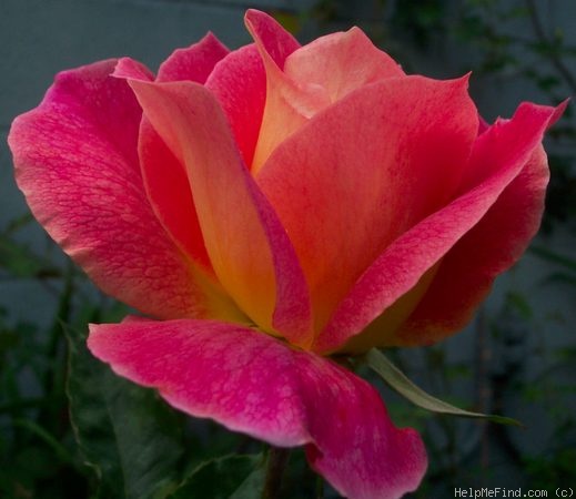 Mr. Clint's Happy-Fun Blog: The Saga of the Talisman Rose