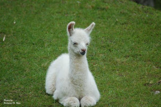 Papalótl: La Llama Peruana