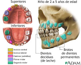 Hablemos entre dientes: DENTICIÓN TEMPROAL Y DENTICIÓN DEFINITIVA