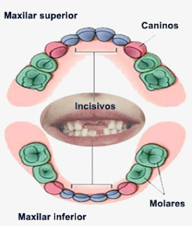 "HABLEMOS ENTRE DIENTES": DENTICION TEMPORAL Y DENTICION DEFINITIVA