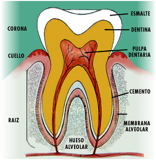 Estomatologia Integral Comunitaria: DIENTES CLASES, TIPOS Y FUNCIONES