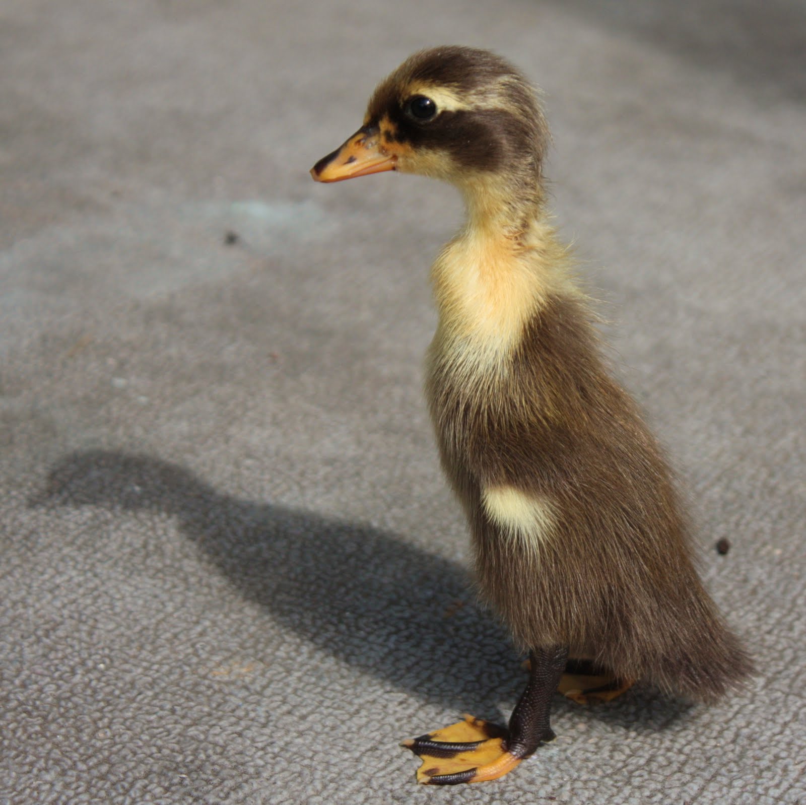 Mothering Nature: lucky ducky