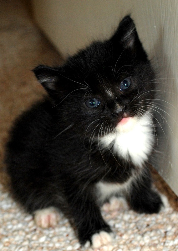 Transient Lives: Fostering furry babies