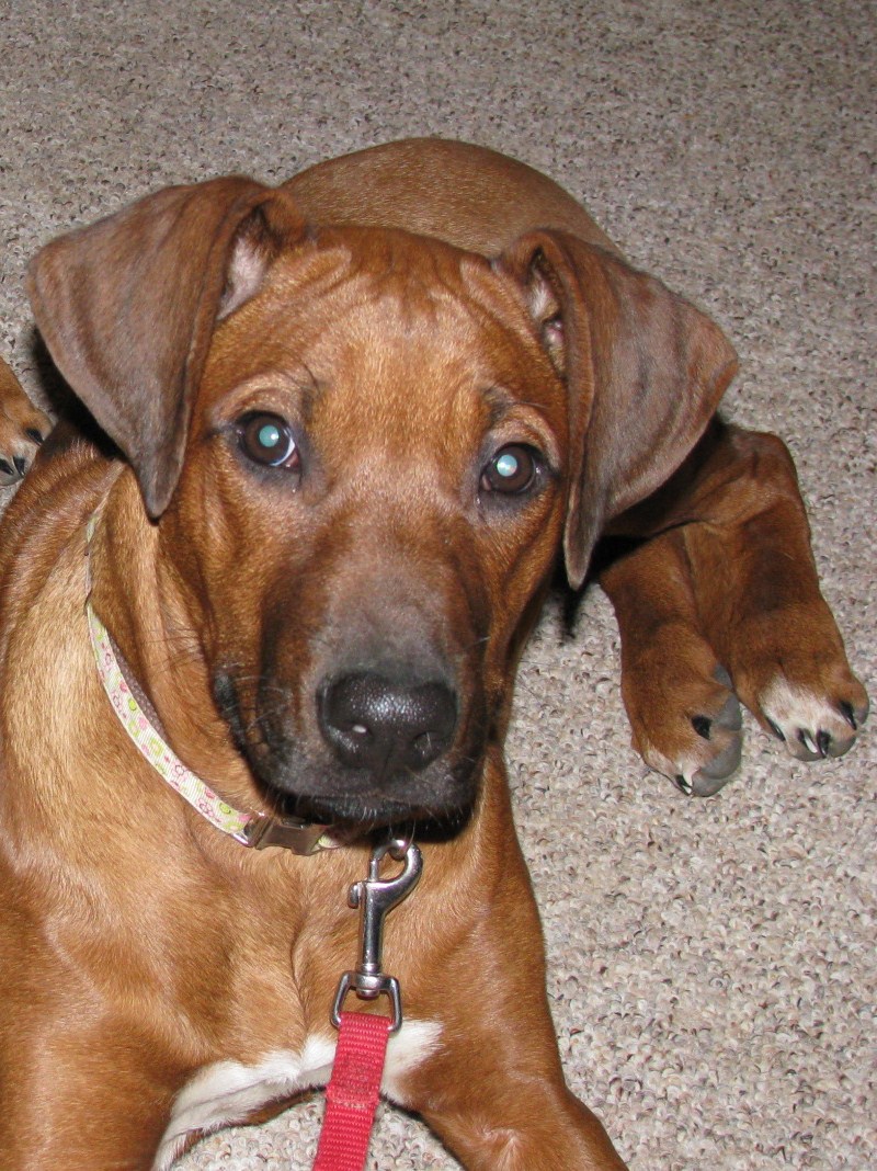 MR Ridgebacks: Our Ridgeback Family