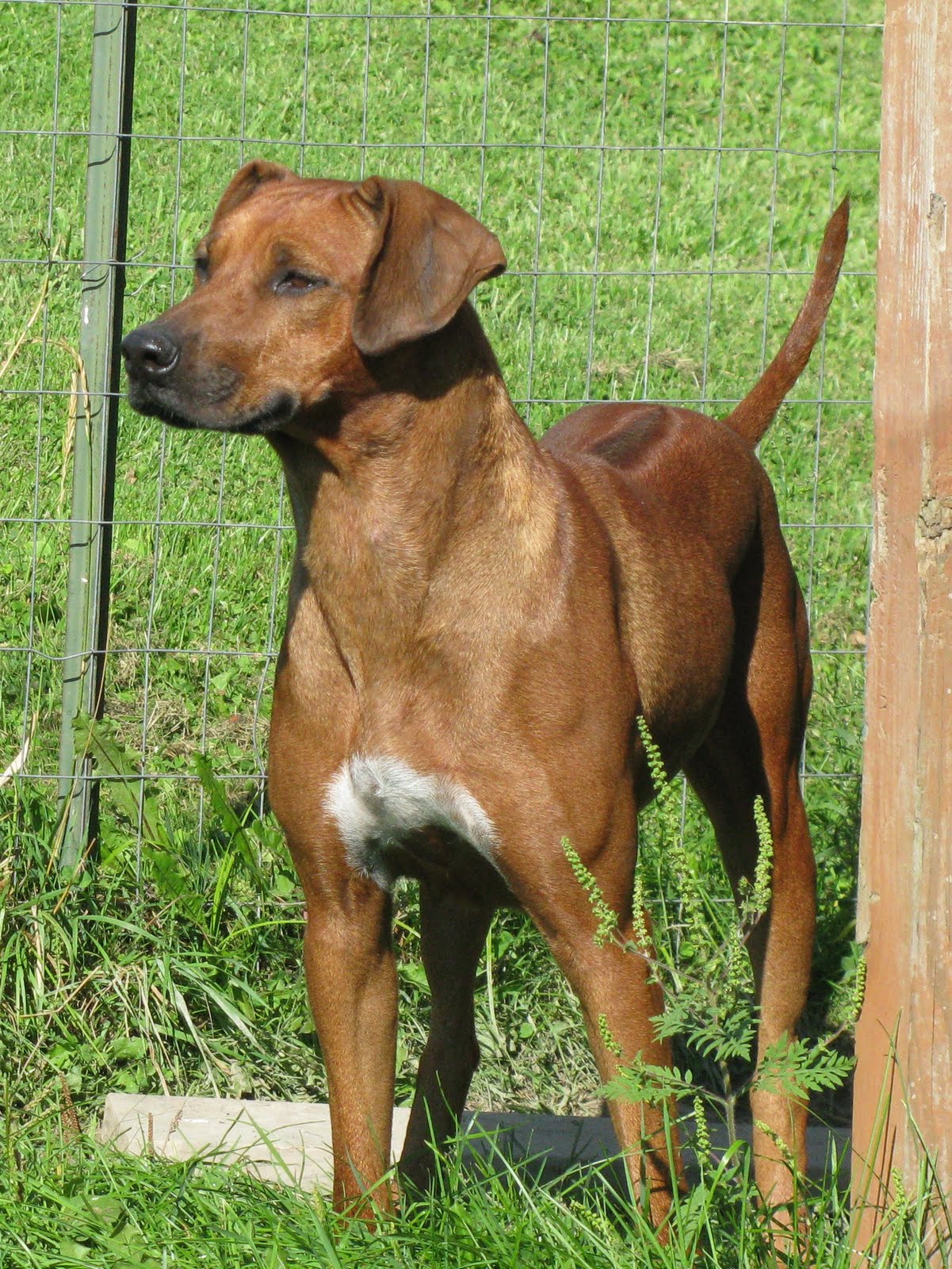 MR Ridgebacks: Our Ridgeback Family