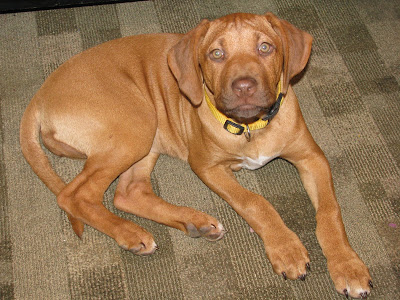 MR Ridgebacks: Our Ridgeback Family