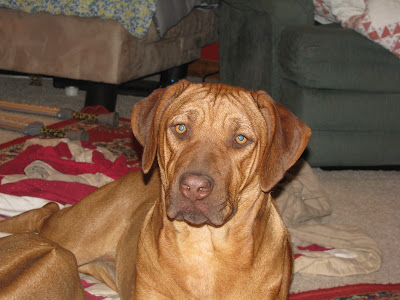 MR Ridgebacks: Our Ridgeback Family