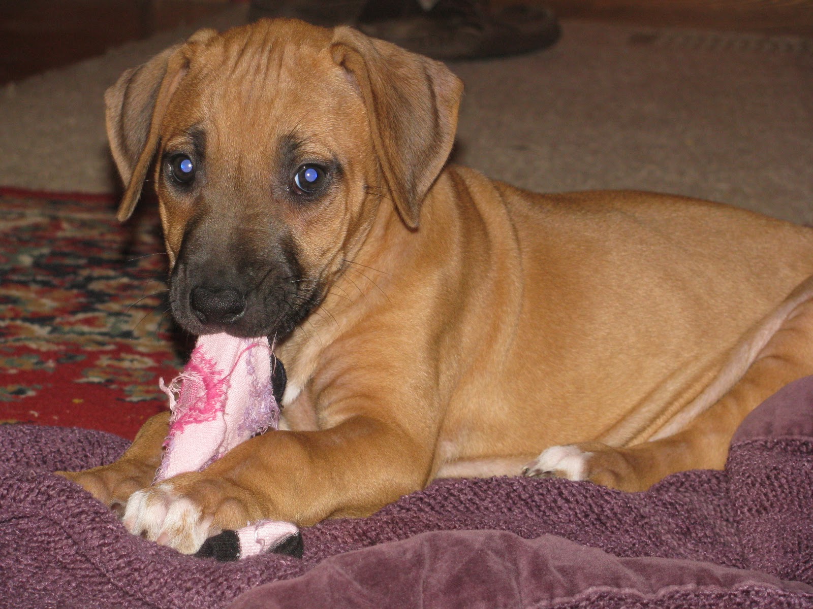 MR Ridgebacks: Our Ridgeback Family