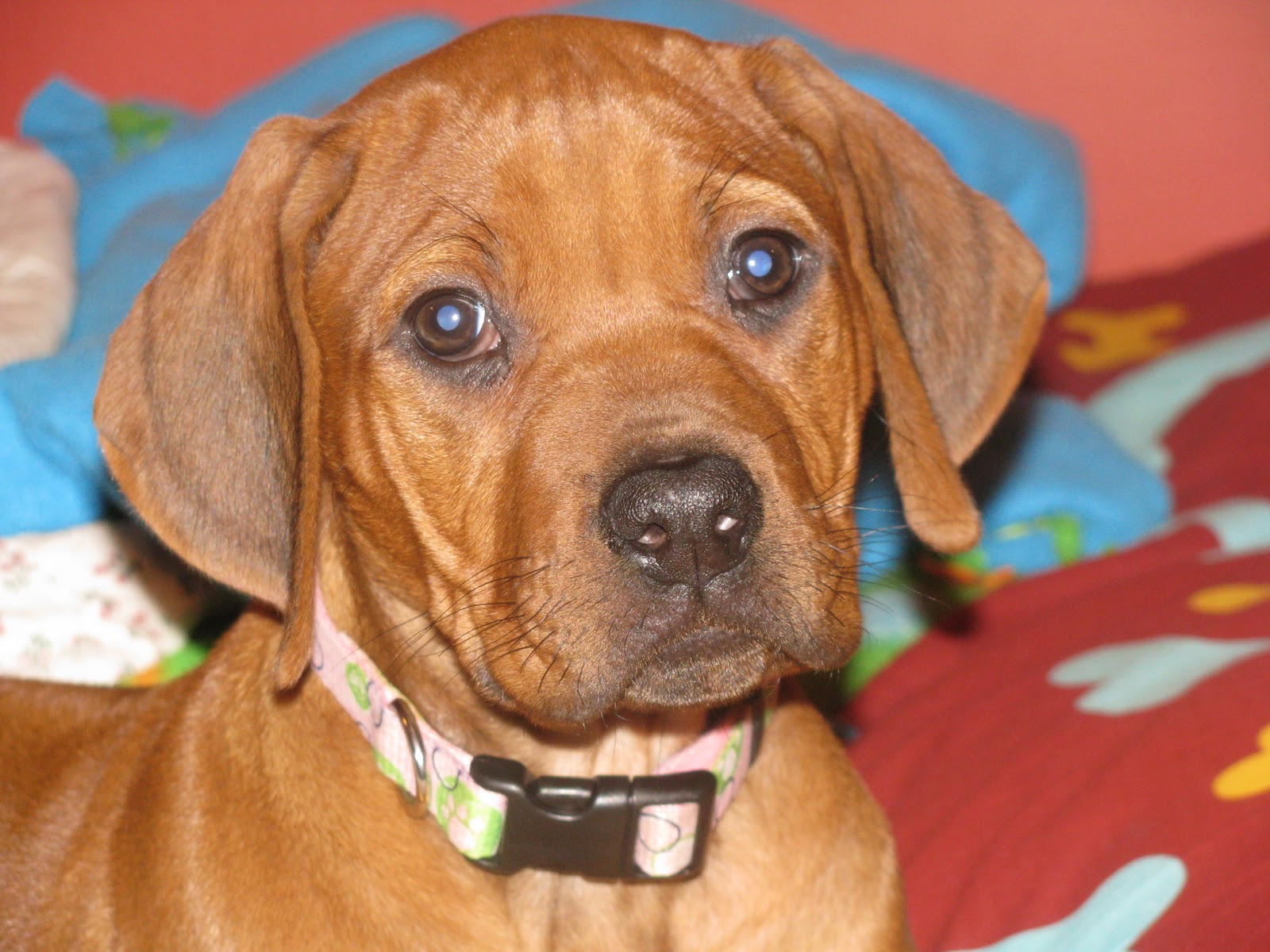 MR Ridgebacks: Our Ridgeback Family