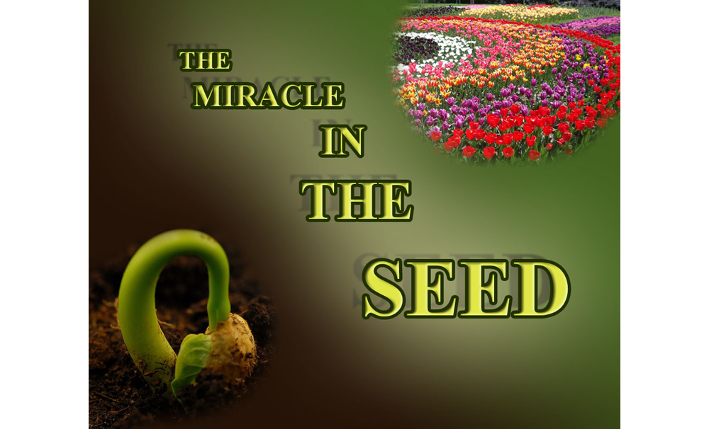 THE MIRACLE IN THE SEED: STRUCTURE AND FORMATION OF A SEED