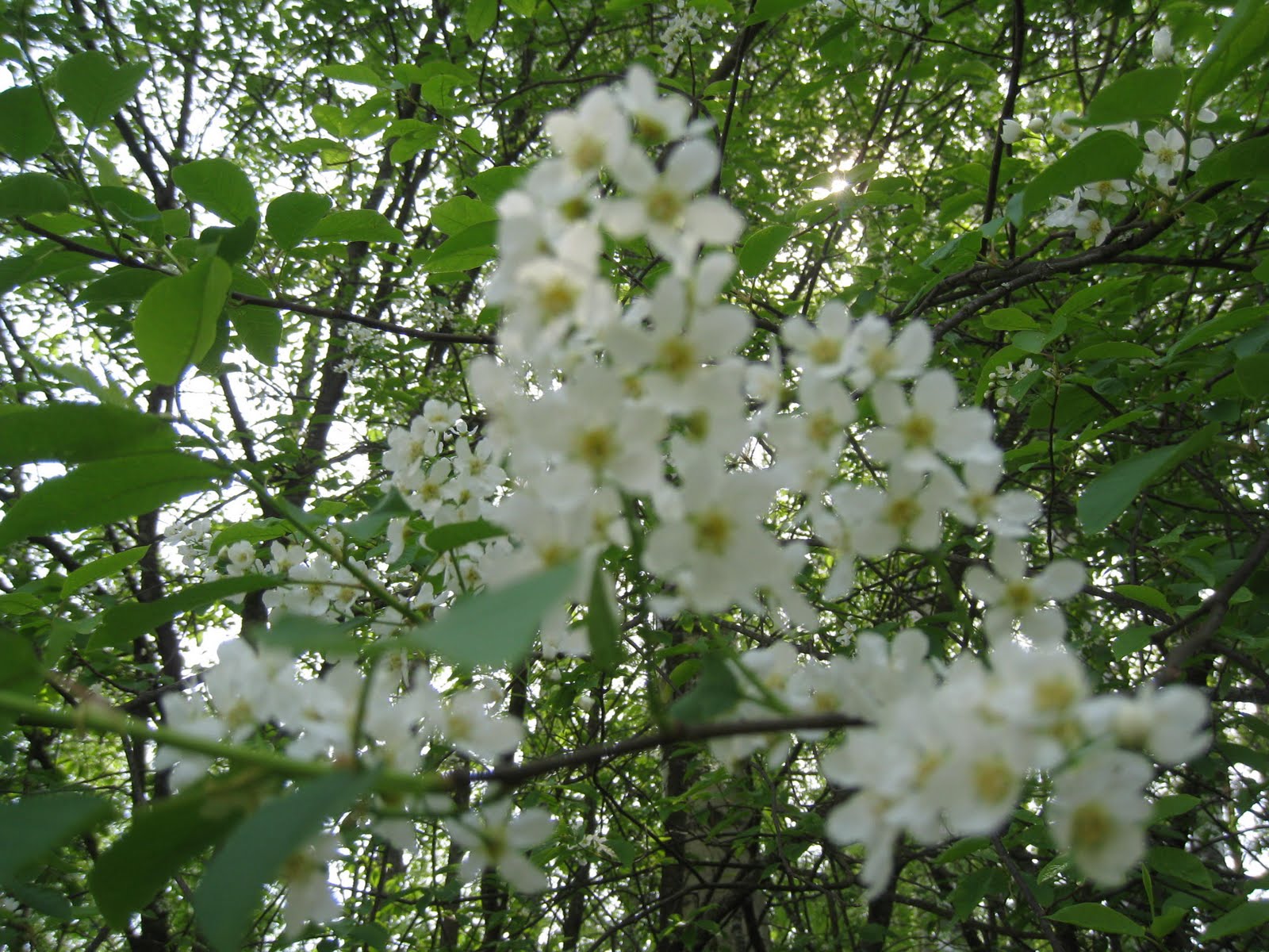 Seijastiinan Mietteitä: TUOMI KUKKII!