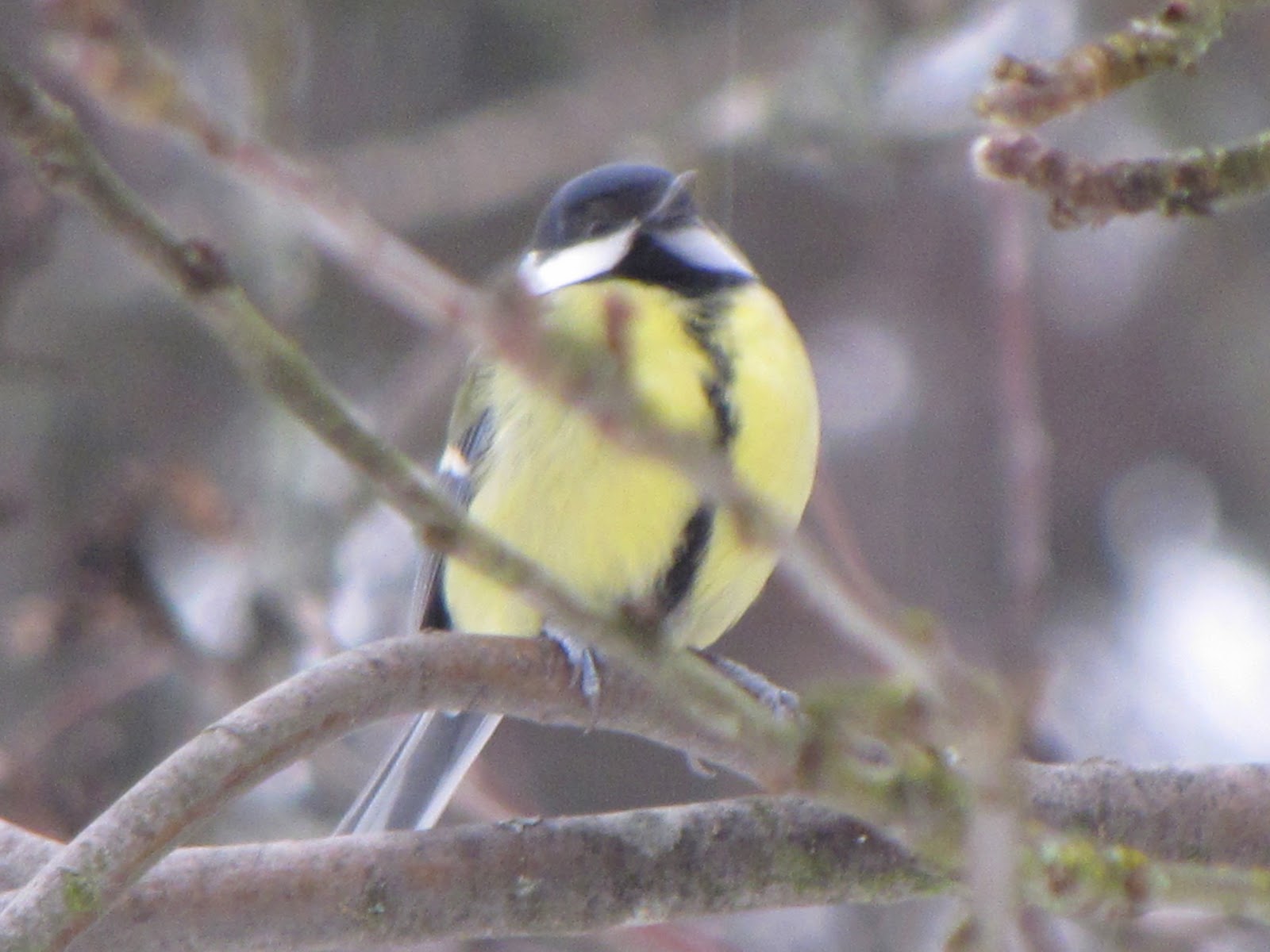 Seijastiinan Mietteitä: Lintuja ja oravia ♥