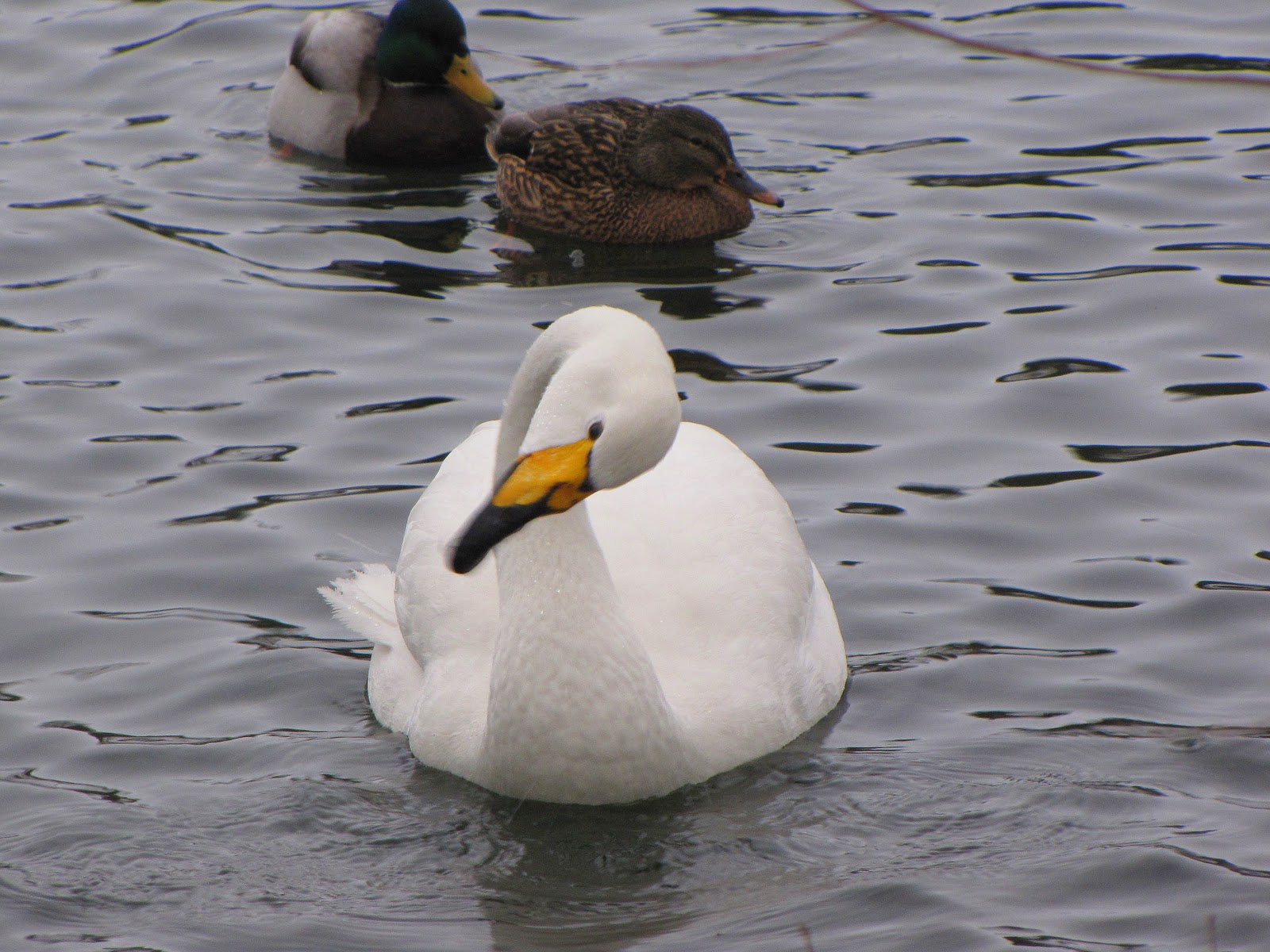 Seijastiinan Mietteitä: Lintuja ja oravia ♥