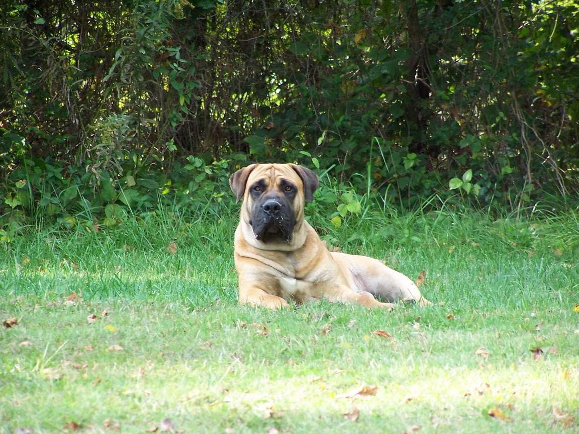 Boerboel Dog