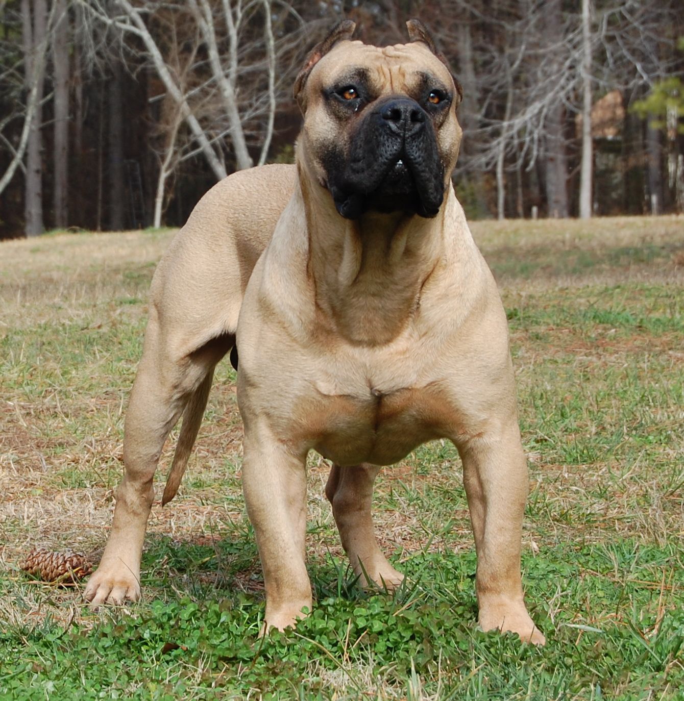 Boerboel Dog