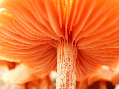 BrickPic: World's most beautiful Mushrooms