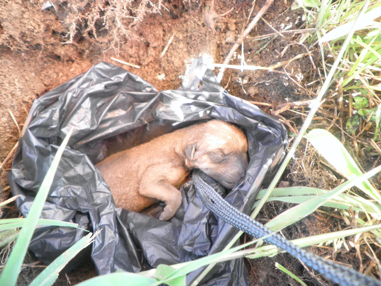 Jen's little snippets of life: Dead puppies